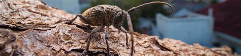Review: LAOWA 15mm f/4 1:1 Wide-angle Macro Lens - wildmacro - extreme ...