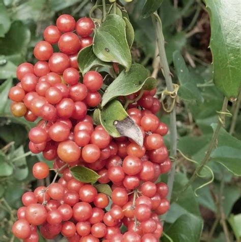 Sarsaparilla (kolcorośl) - herbaPeru.pl - Zioła z Peru