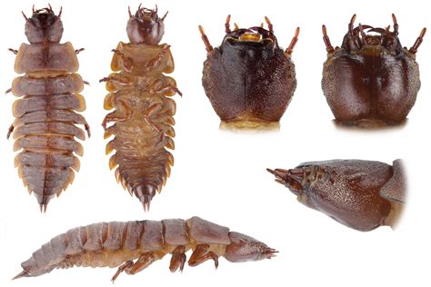 Личинка жука Amphizoa lecontei (Amphizoidae) - фотографии А.А. Зайцева