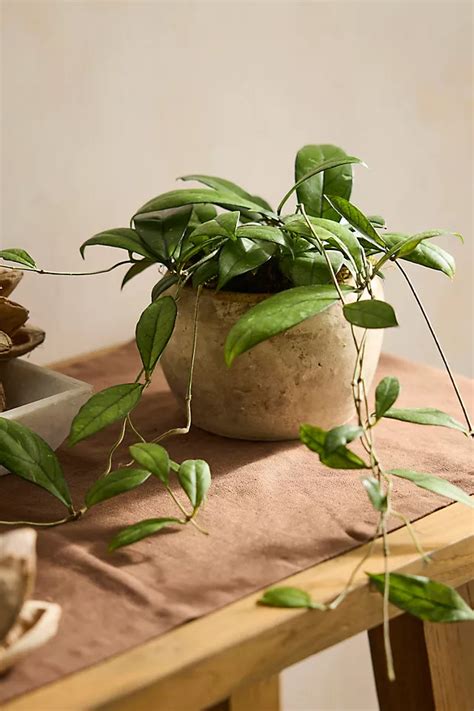 Hoya crassipetiolata Plant | Terrain