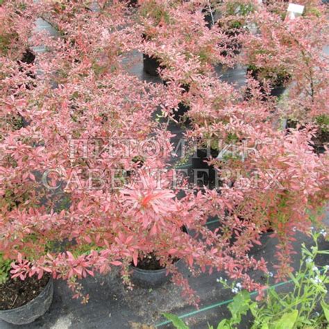 Барбарис краснолистный Тунберга Атропурпуреа Оранж Дрим ( Berberis ...