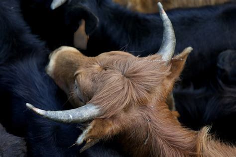 Pikador-Bilder: Stock-Fotos & -Videos. | Adobe Stock