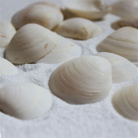 Купить Морская раковина Ракушки натуральные морские раковины Белый ...