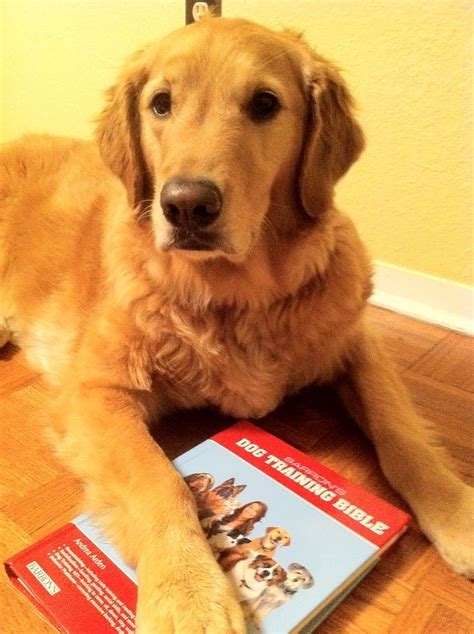 Essential Features for Dog Trainers' Websites