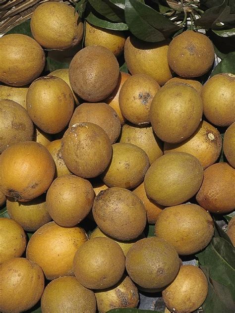 Benefits of the Chico Fruit on Your Health | Chico fruit, Fruits and ...