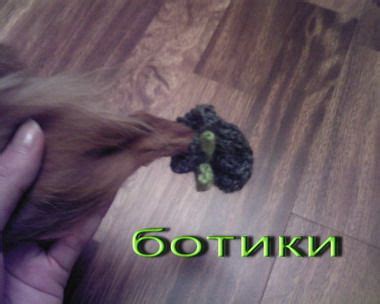 Носочки для маленьких собак. : Вязание