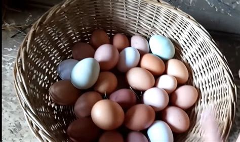 Цены на продукты: стоимость яиц продолжается удерживаться на уровне ...
