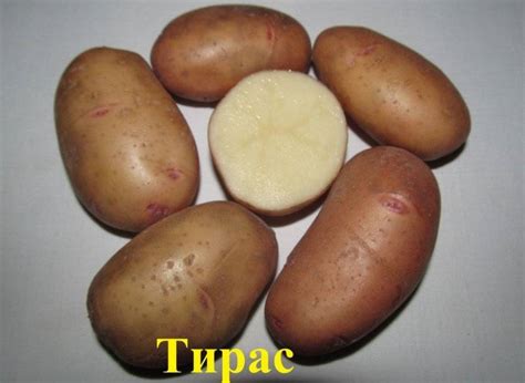 Картофель Тирас: описание и характеристики, особенности посадки и ...