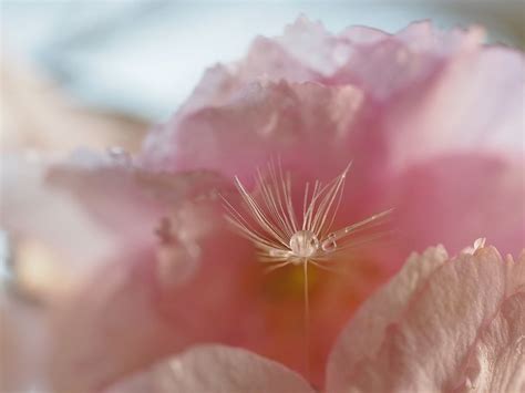 "Mogel-Packung" Foto & Bild | natur-makros, natur-kreativ ...