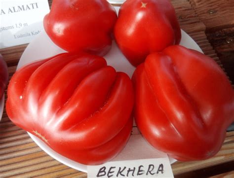 Корабль Бакхэра | mir-tomatov