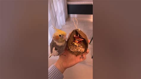 Идея фуражилки игрушки своими руками для попугаев от подписчицы # ...