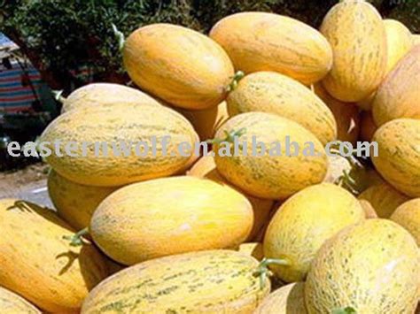 Hami Melon,China easternwolf price supplier - 21food