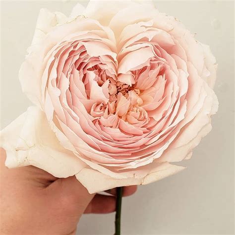We LOVE this photo of Senlitsu by @jetfreshflowers. Senlitsu is one of ...