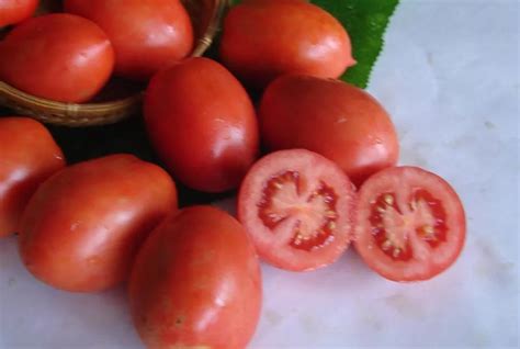 Томат Челнок: описание сорта, вкус, урожайность, уход