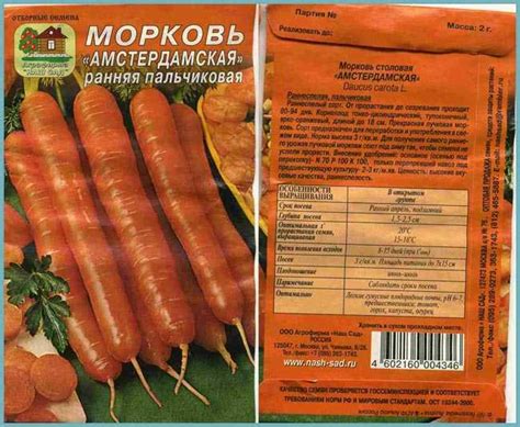 Морковь раннеспелая, средняя и поздняя: сорта этого корнеплода по сроку ...