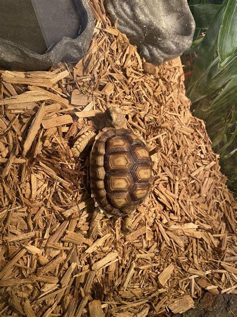 What is the purpose this sploot? He often falls asleep like this. : r/tortoise