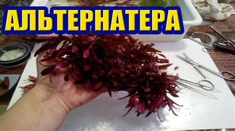 Альтернатера Мини, Условия содержания. Красные растения для Аквариума ...