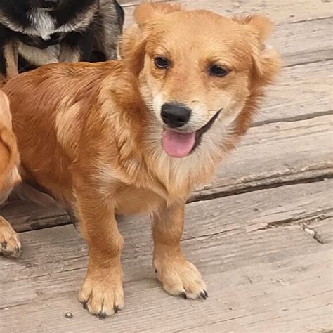 Denia Dogs e.V. | Foxi