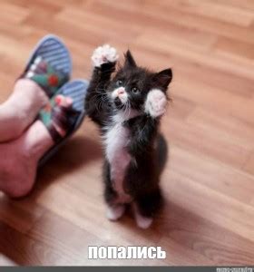 Создать мем "котёнок, милые котята, котенок просится на ручки ...