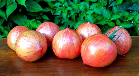 Медная река томат отзывы описание сорта - 83 фото