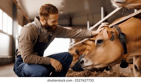 Portrait Holstein Cows Modern Farm Livestock Stock Photo 2404586727 ...