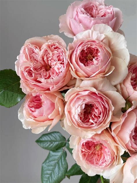Rose Masora | 真宙 マソラ shrub rose live plant 1 Gallon – Youna Botanic