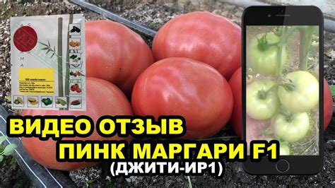 ПИНК МАРГАРИ F1(Джити-Ир1). Видео отзыв - YouTube