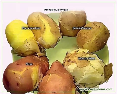 Сорт Картошки Галактика Описание Сорта Фото — Bluemorphotours.ru