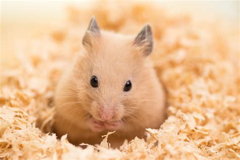Hamsters As Pets
