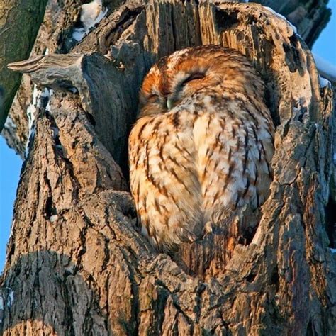 Сова в дупле - 45 фото | Owl species, Owl, Birds of prey
