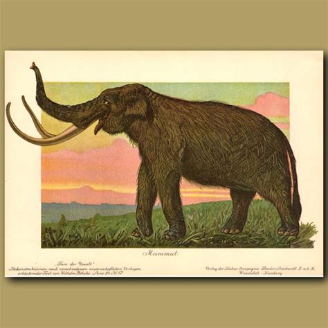 Woolly Mammoth. Genuine antique print for sale.