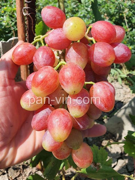 Басанти — pan-vin.com