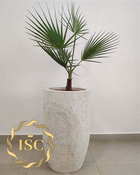 Travertine palm pot looks great. International Stone Company Горшок для ...