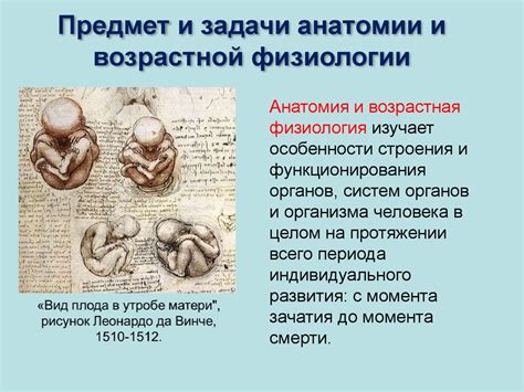 Анатомия и возрастная физиология как учебная дисциплина - презентация ...