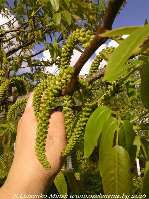 juglans_regia