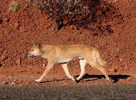 The dingo debate