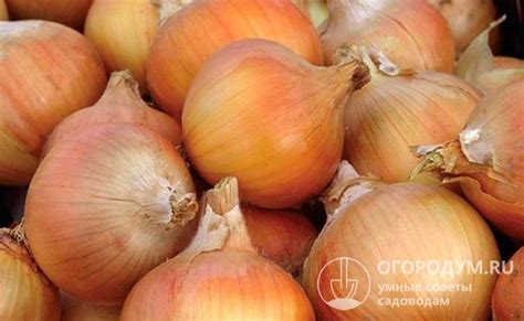 Лук Шетана: описание сорта, отзывы, фото, посадка и уход