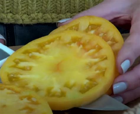 Помидоры Загадка природы: описание сорта. Тонкости ухода для ...