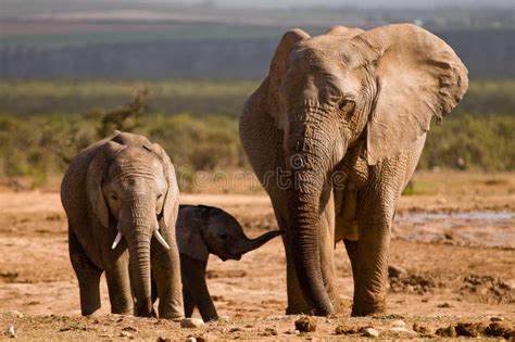 Three Elephants Picture. Image: 6798627