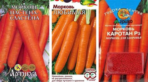 Самые сладкие сорта моркови для детского питания - Дачные советы