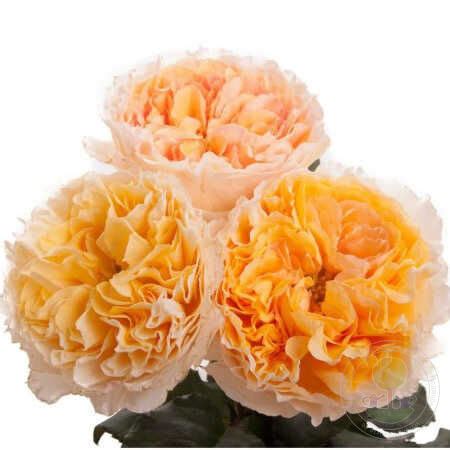 Саженец Роза Беатрисс (Rosa Beatrice) купить в Москве по низкой цене из ...
