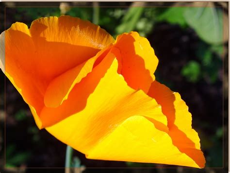 Eschscholzia californica / Эшшольция калифорнийская, мак к… | Flickr