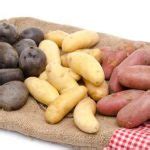 Голландский картофель: популярные сорта и правила агротехники