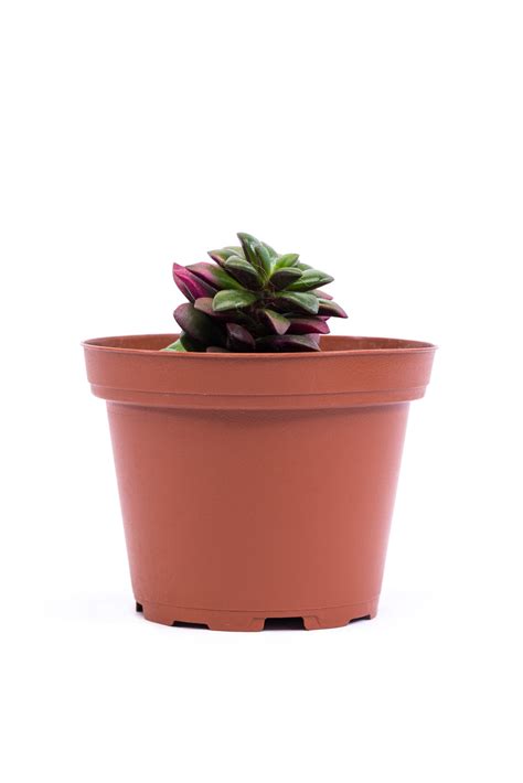 Anacampseros rufescens variegata ‘Rainbow Sand Rose’ – Potscapes