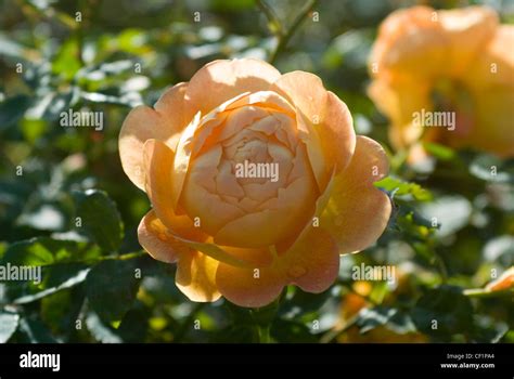 Lady of shalott hi-res stock photography and images - Alamy