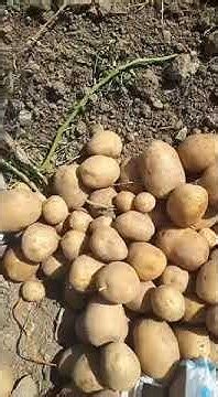 ИРАН КАРТОФЕЛЬ 🥔 СОРТ ДЖИЛЛИ ОВОЩИ ОТ ФУД ЛАЙН МАРЧЕНКО ЕГИПЕТ МАРОККО ...