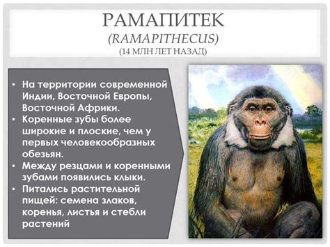 Эволюция человека - презентация онлайн