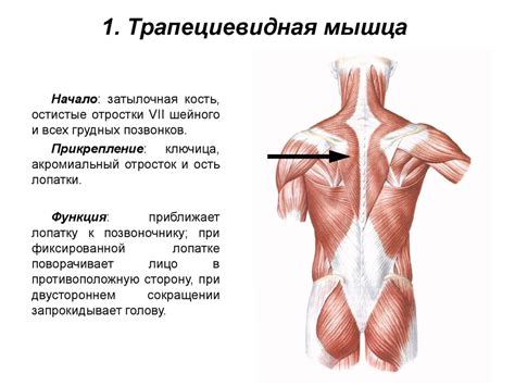 Мышцы спины. Поверхностные мышцы спины. Глубокие мышцы спины ...