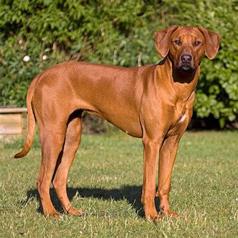 Риджбек – легавая на львов. | Unique dog breeds, Large dog breeds, Dog ...
