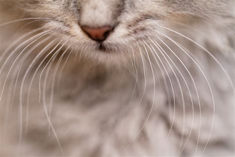 Картинки Усы Кошки – Telegraph